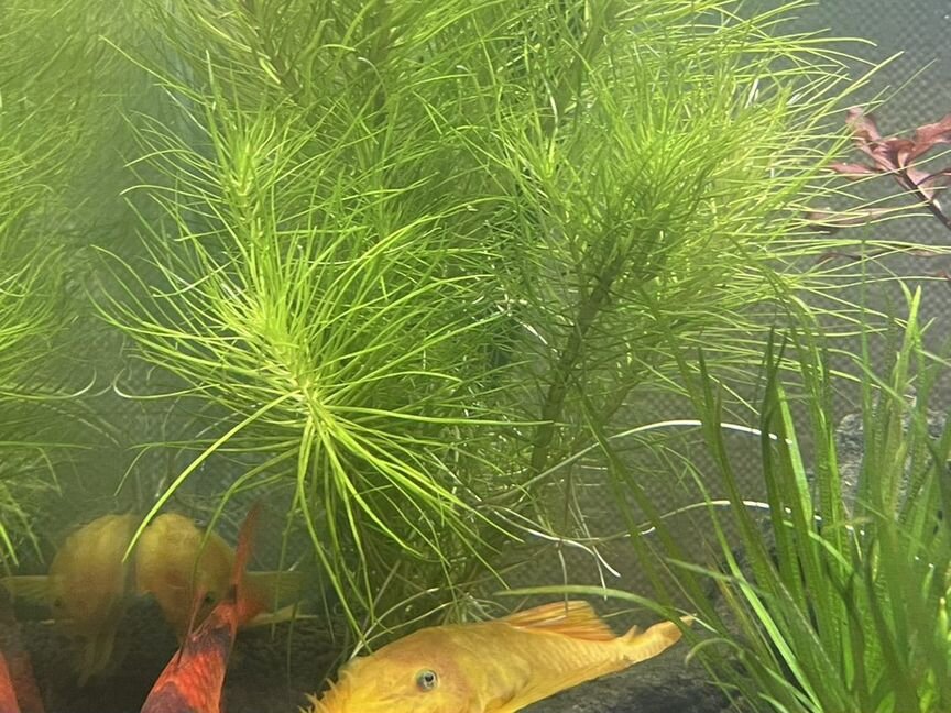 Анциструс золотистый