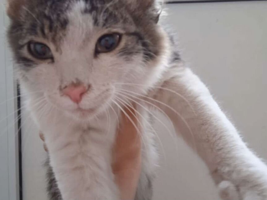 Котенок подросток, спасли