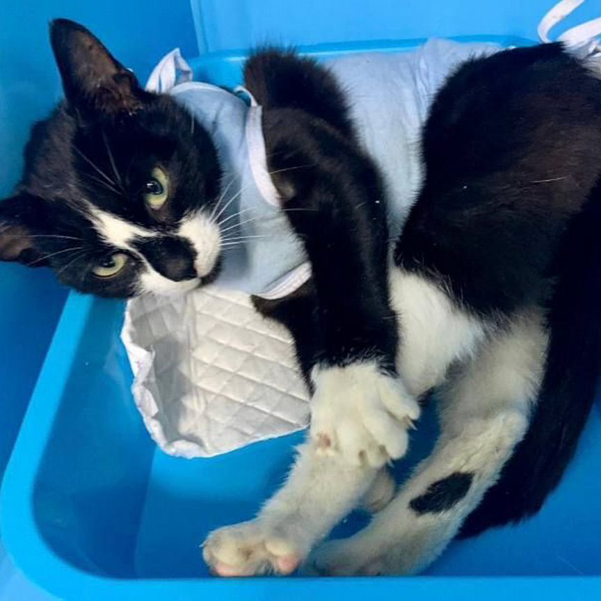 Ласковейшая кошка ищет дом