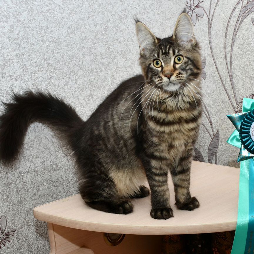 Котята мейн-кун