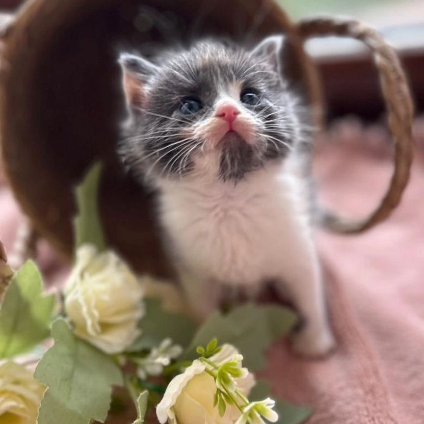 Котёнок девочка Лиана серая с белыми пятнами 1мес