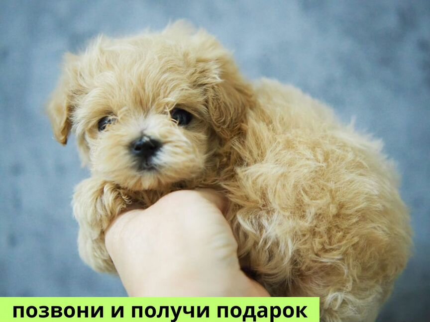 Мальтипу/ Мальтпу F1/ Щенки Мальтипу