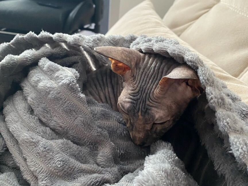 Котенок сфинкс