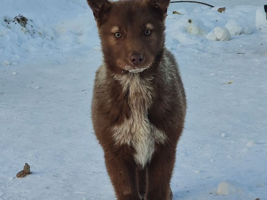 Щенки в поиске дома