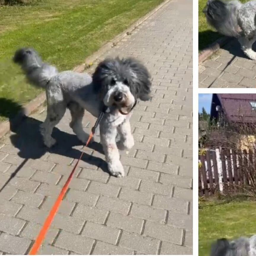 Голубые щенки