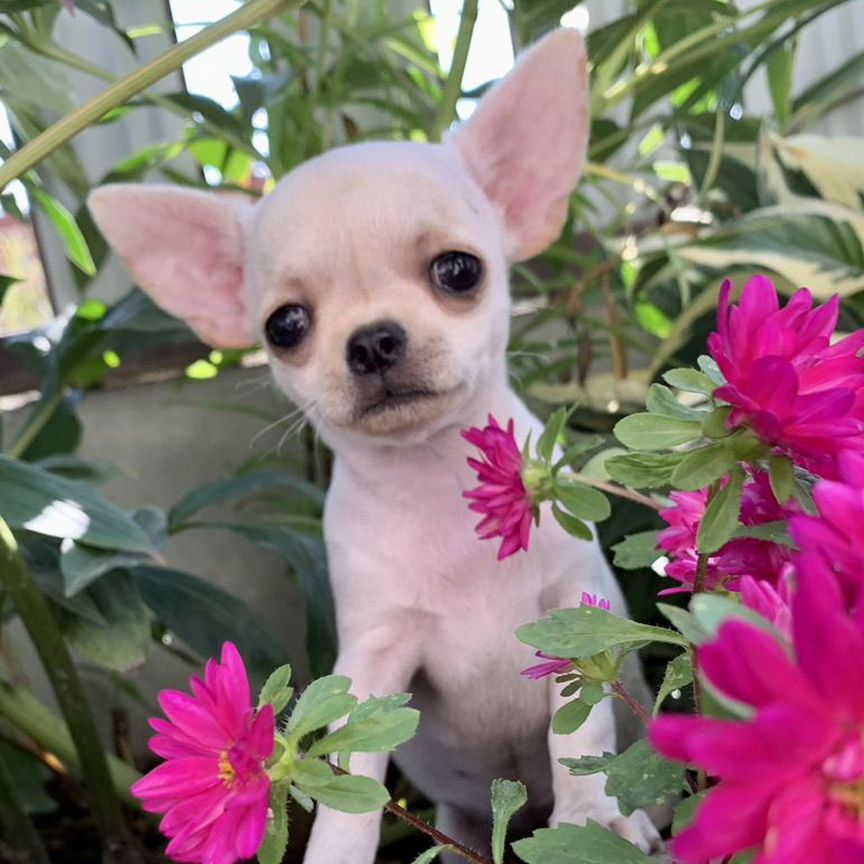 Чихуахуа девочка красотка