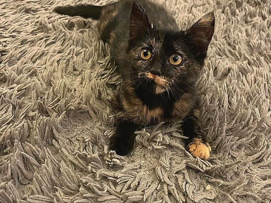 Шикарная малышка в добрые руки