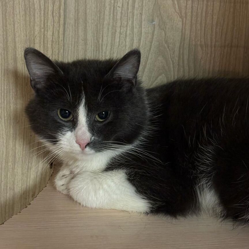 Молодой котик ищет дом