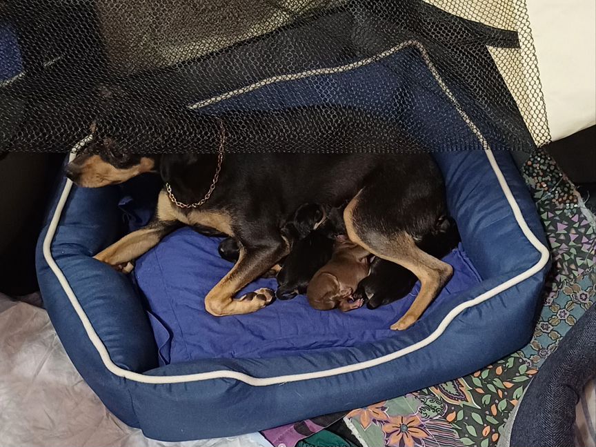 Щенки русский той-терьер