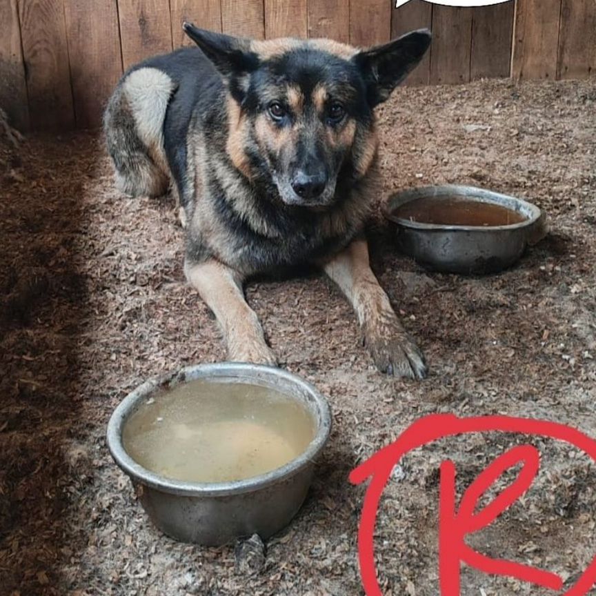 Взрослый пёс в добрые руки