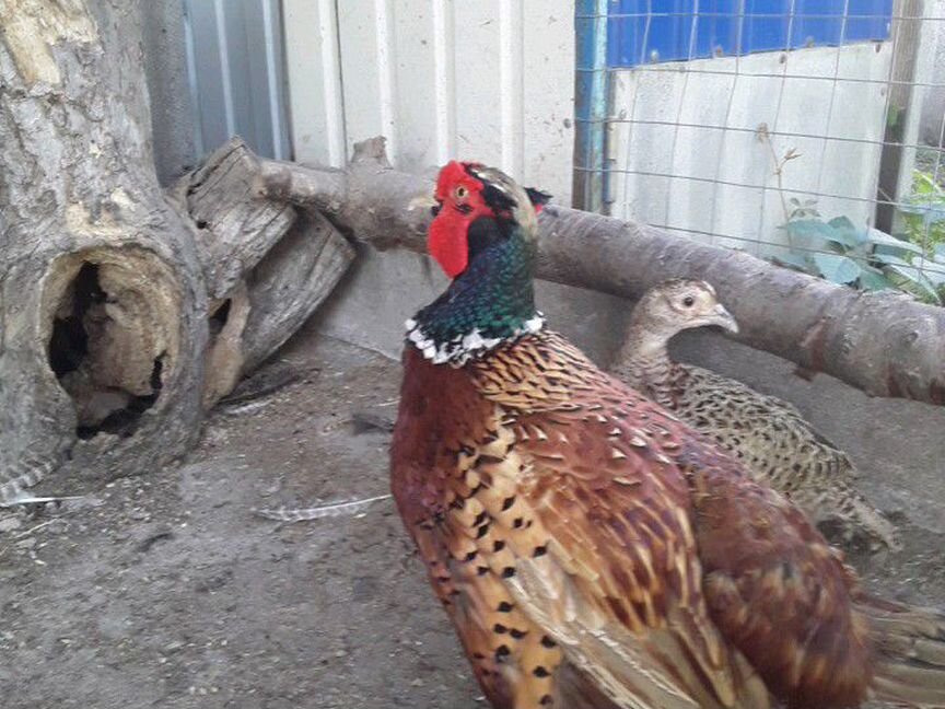 Фазаны охотничьи, золотые,румынские