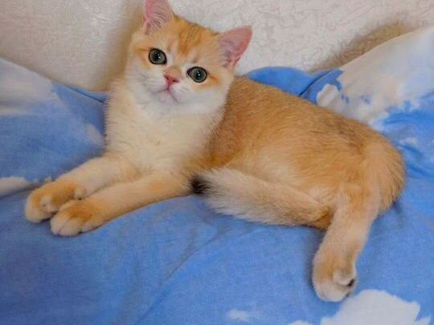 Котёнок золотая шиншилла