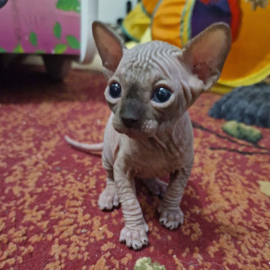 Канадский сфинкс