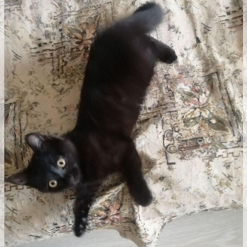 Котенок девочка бесплатно