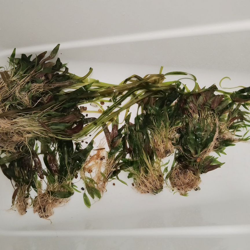 Криптокорина и валеснерия