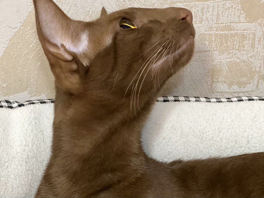 Ориентальный котик