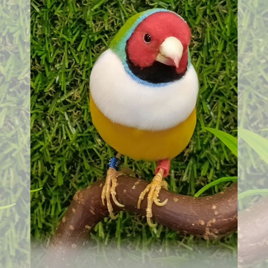 Самцы амадины гульда