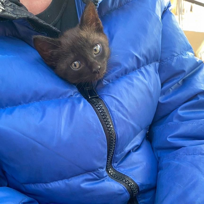 Котёнок ищет хозяина. Отдадим в хорошие руки