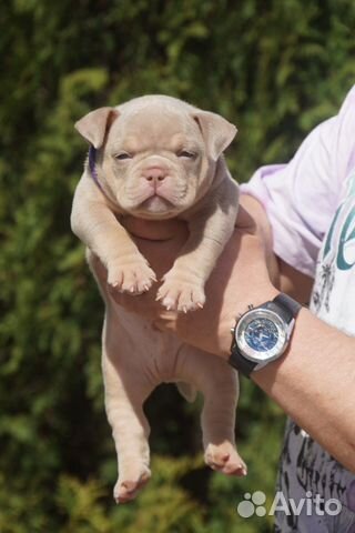 Шикарный micro мальчик Американский булли