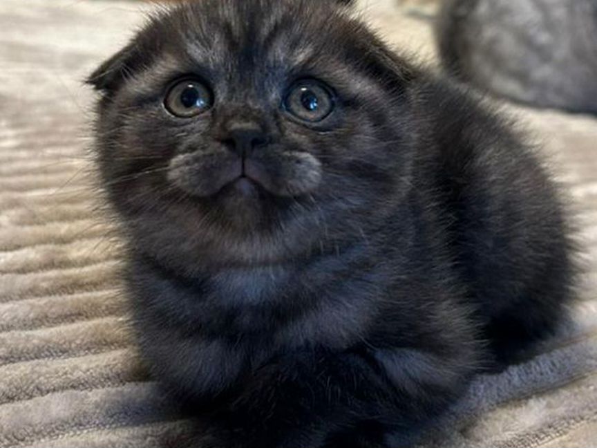 Шотландские котята