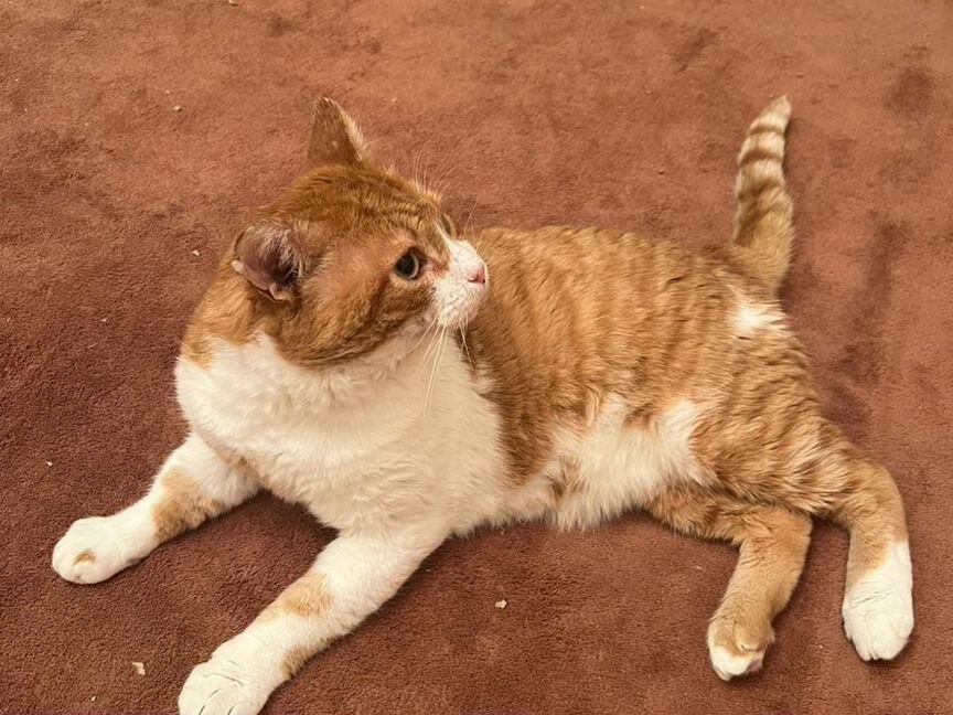 Котик бесплатно в добрые руки