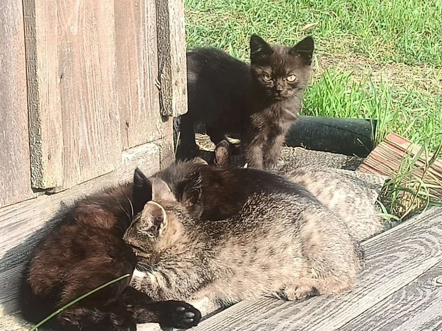 Котята в добрые руки