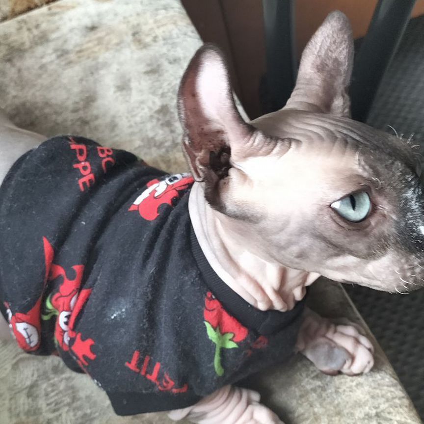 Канадский сфинкс котёнок