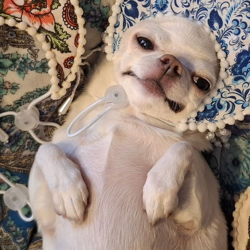 Кокошник для собачки