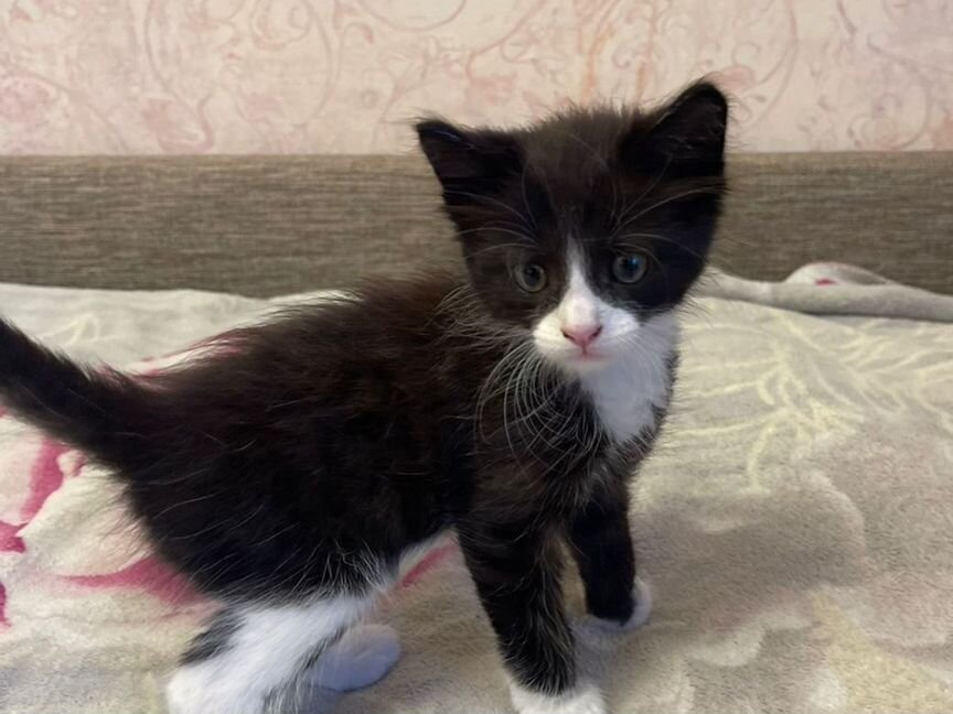 Чудесный, маленький котёнок в добрые руки