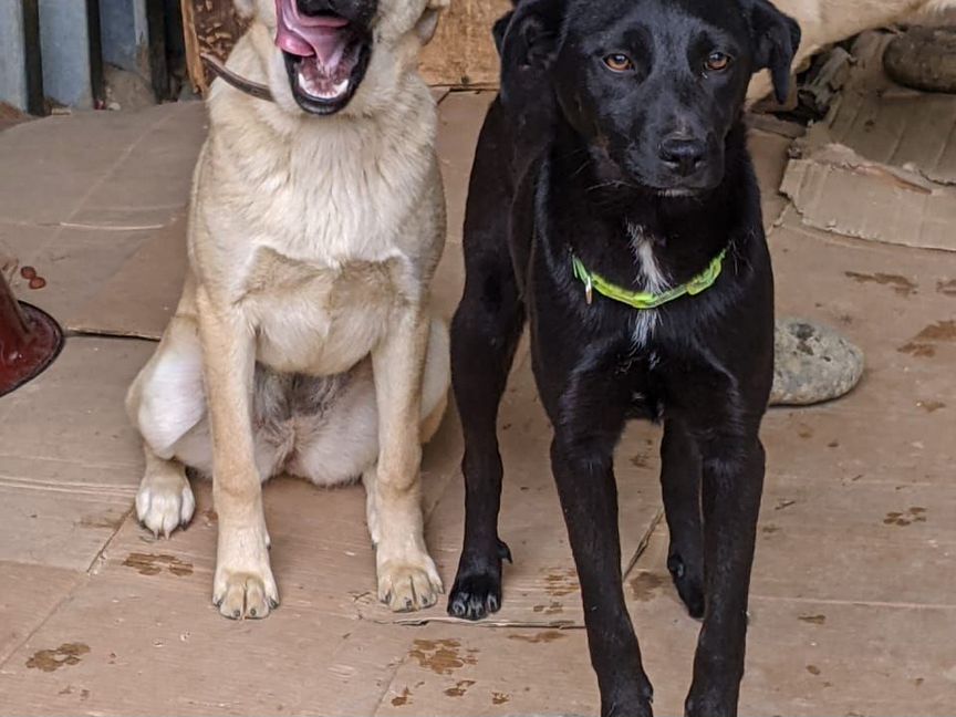 Стерилизованные молодые щенки