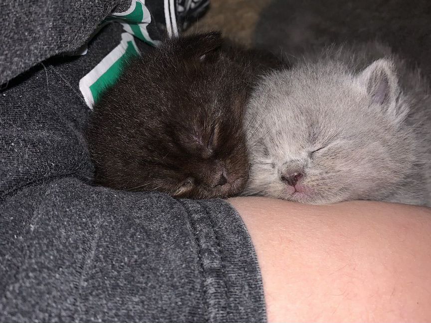 Шотландские котята