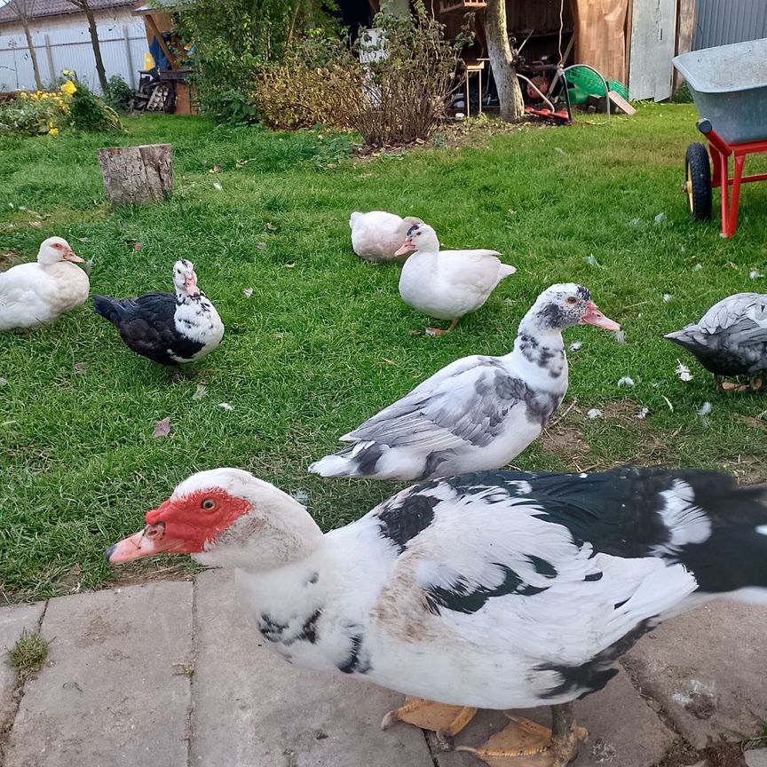 Индоутки тяжелой линии