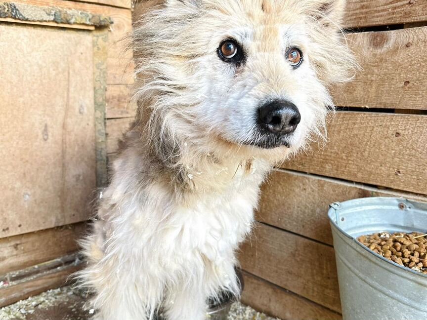 Старичку Кеше нужен дом