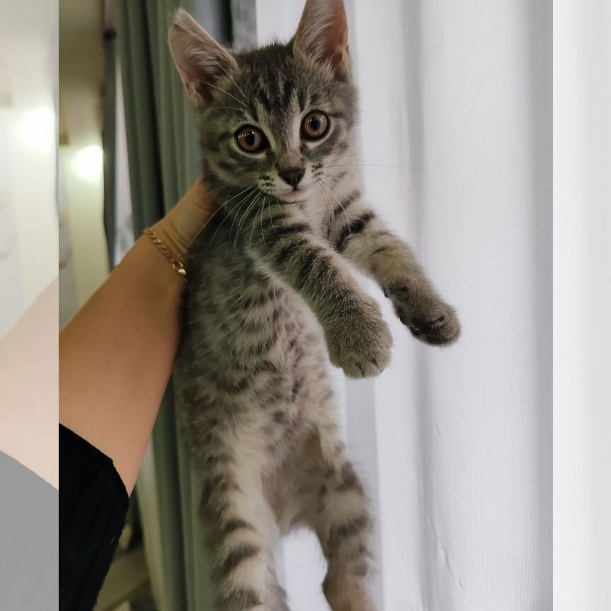 Котёнок в добрые руки