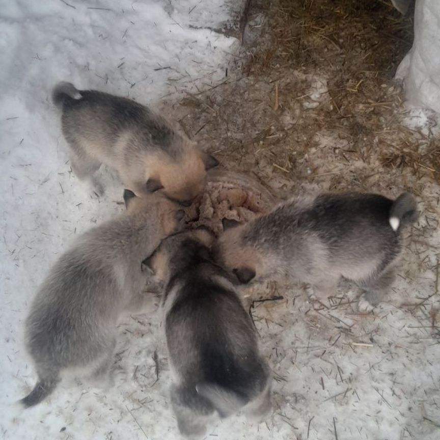 Западносибирская лайка, щенок