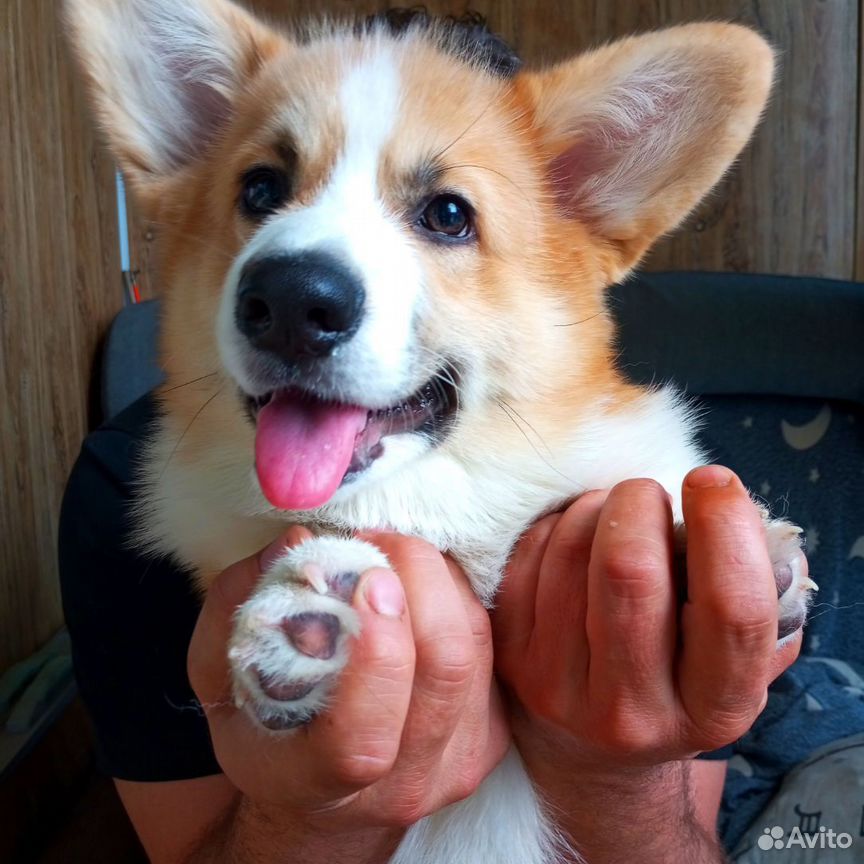 Вельш-корги пемброк