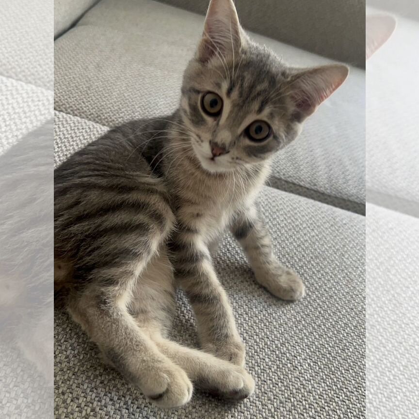 Котенок мальчик в добрые руки