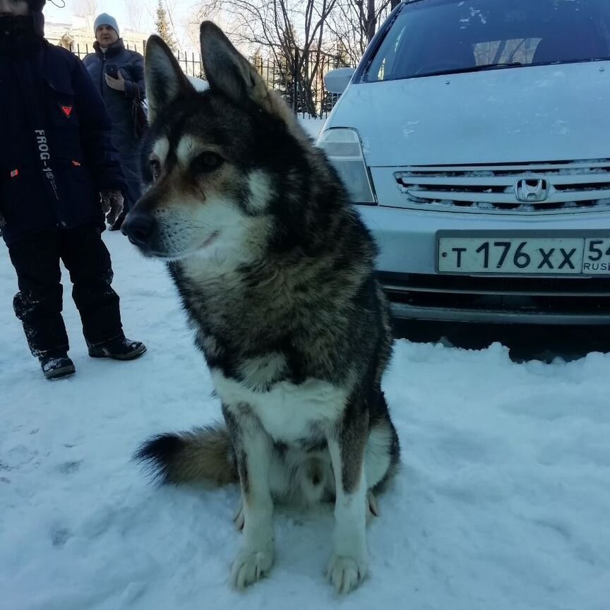 Найдена собака
