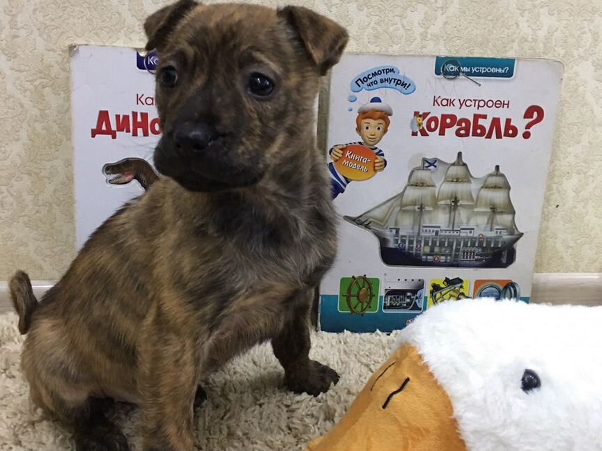 Маленькое чудо ищет дом