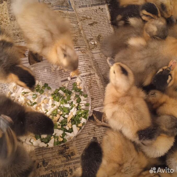 Утята суточные