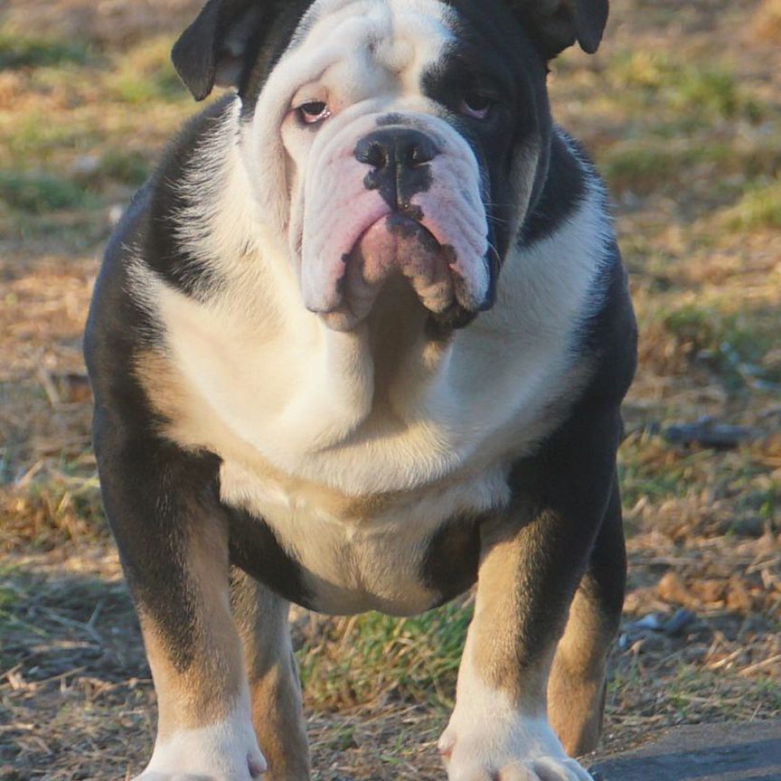 Английский бульдог,красавик Барни