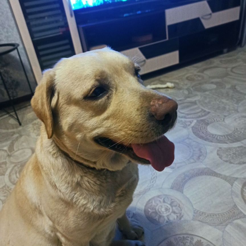 Лабрадор девочка бесплатно