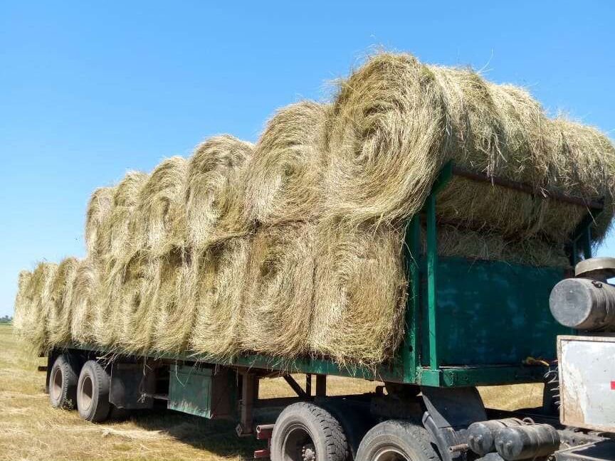 Сено луговое урожай 2023