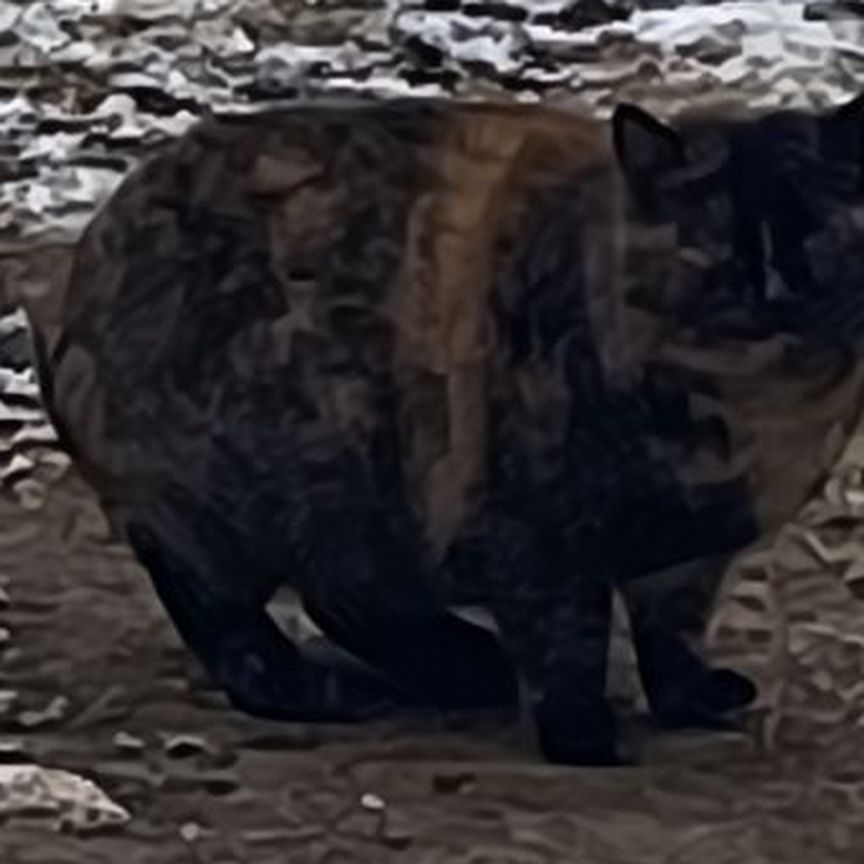 Взрослая, кошка в добрые руки