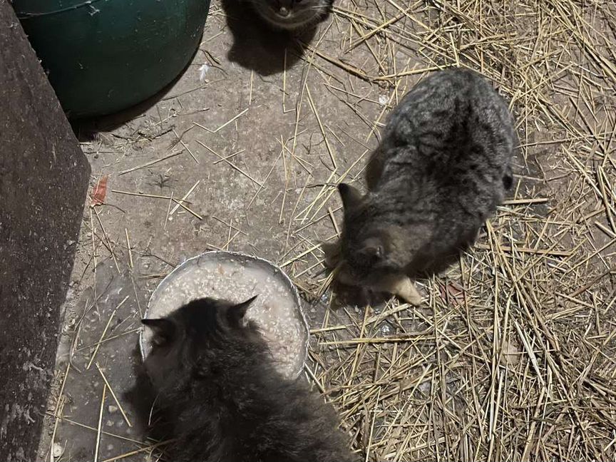 Котята в добрые руки