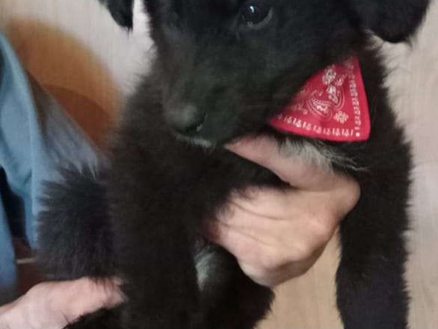 Собака в добрые руки щенок