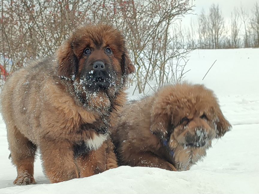 Тибетский мастиф щенки Девочки