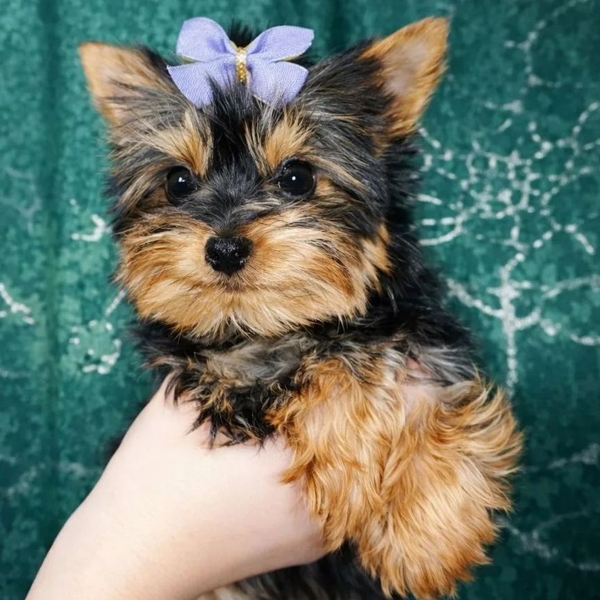 Йоркширский терьер, щенок