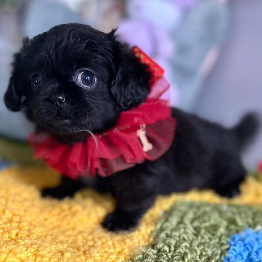 Мальтипу, щенок