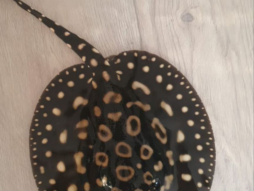 Скаты Leopoldi Black Diamond